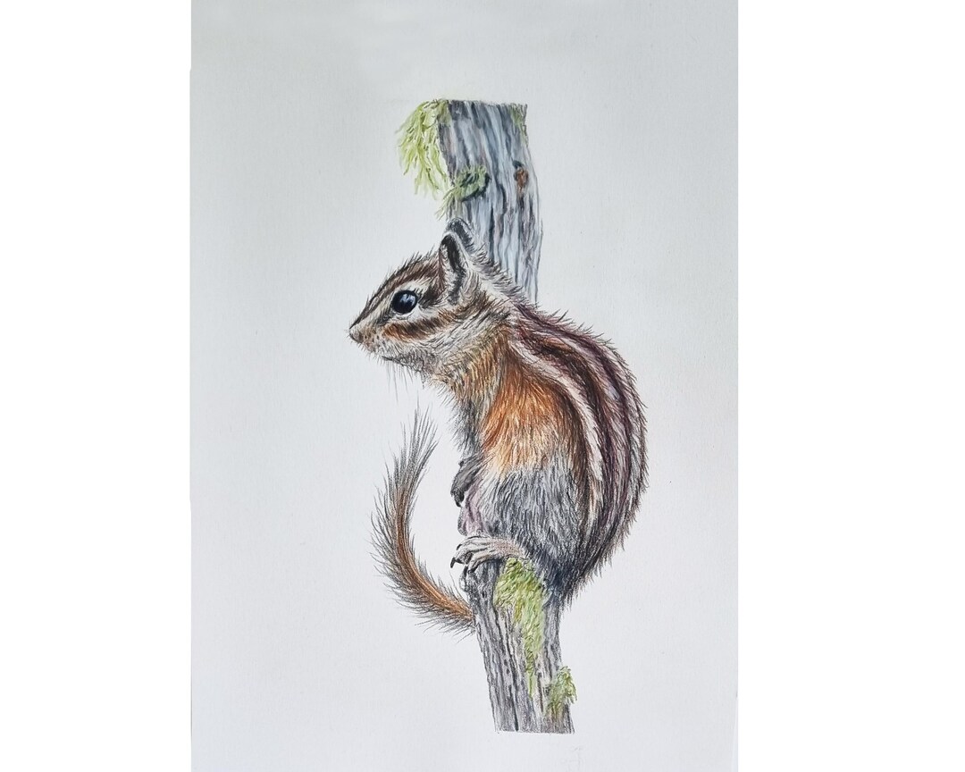 Chipmunk - Original Coloured Pencil Drawing - Etsy