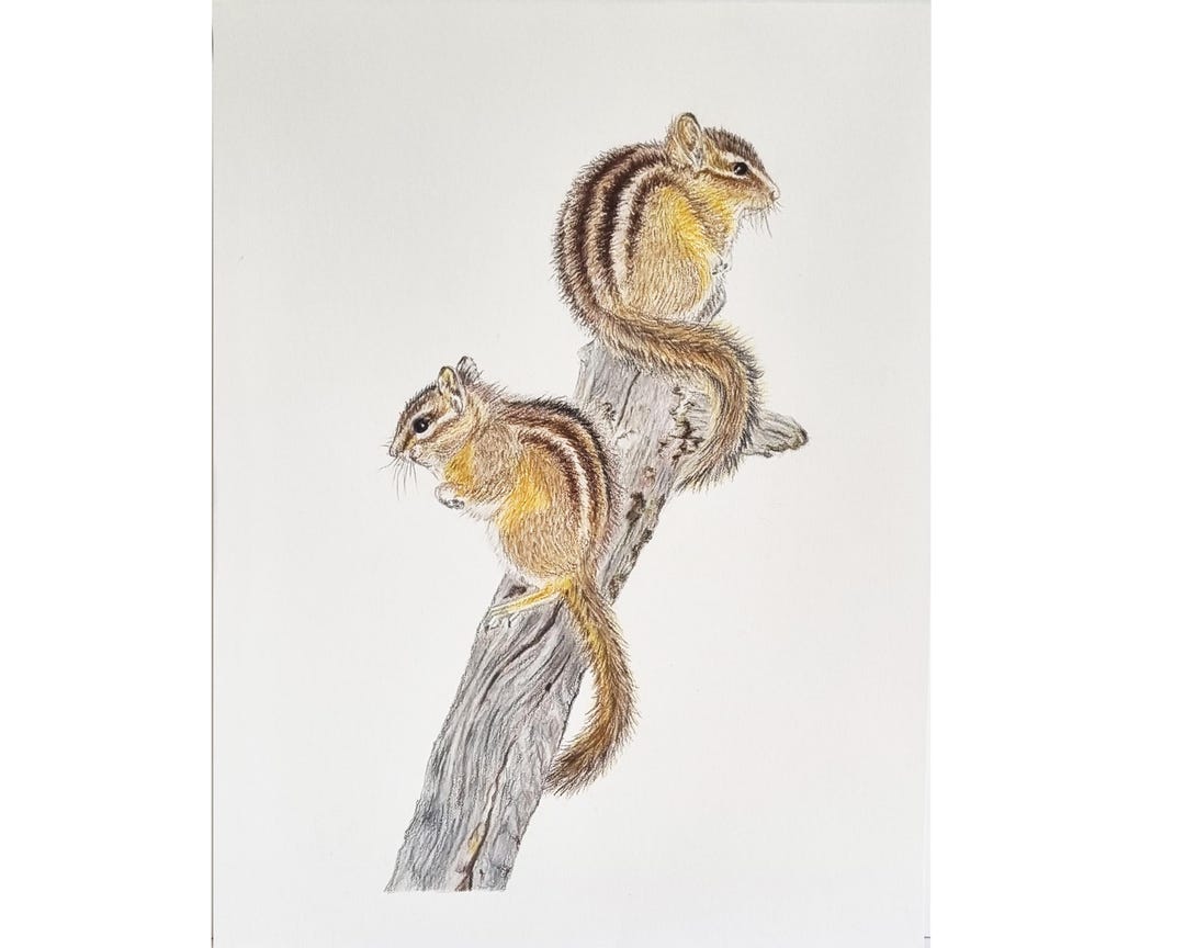 Two Chipmunk - Original Coloured Pencil Drawing - Etsy