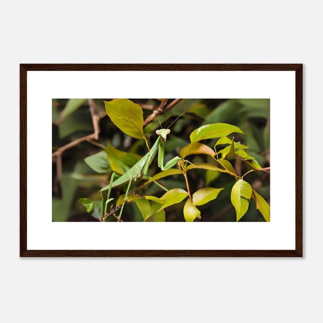 A Praying Mantis Semi Camouflaged Among Leaves Classic Semi-glossy ...