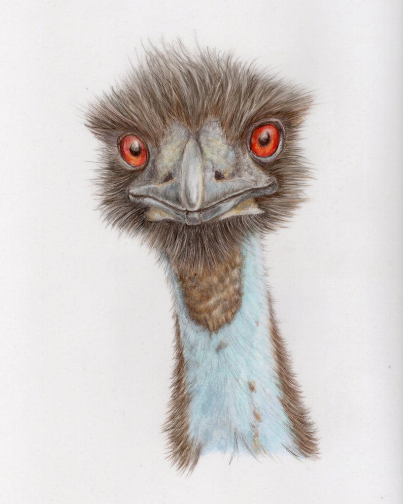 Hand-drawn Emu Card: Original Art Birthday Greeting - Etsy Australia
