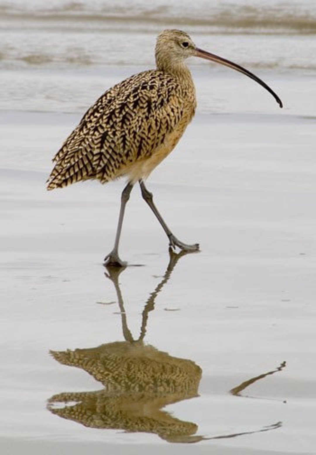 Long-billed Curlew Giclee Art Print: Signed Limited Edition - Etsy