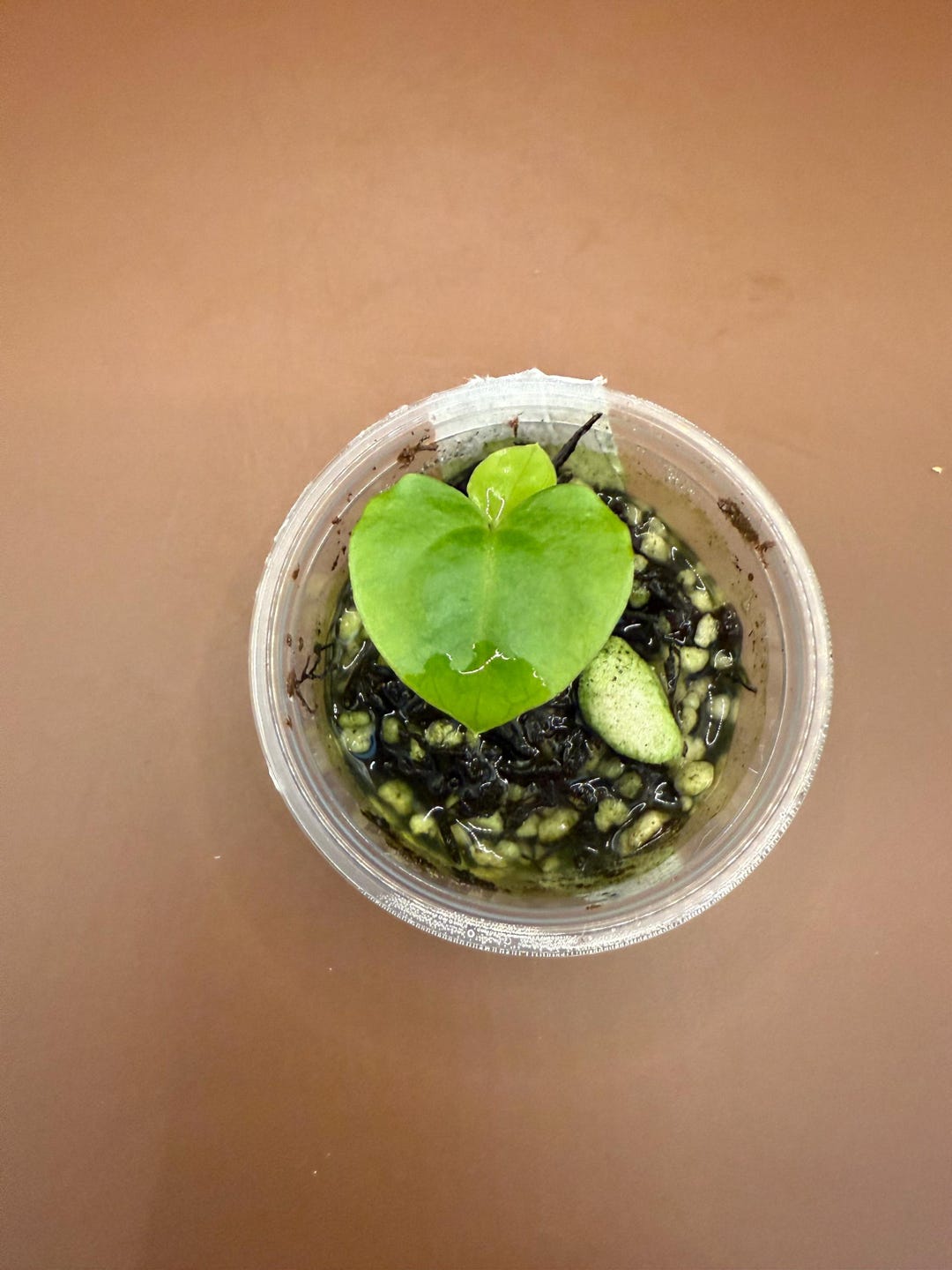 Anthurium Circus Peanuts X Black Dress Clone - Etsy
