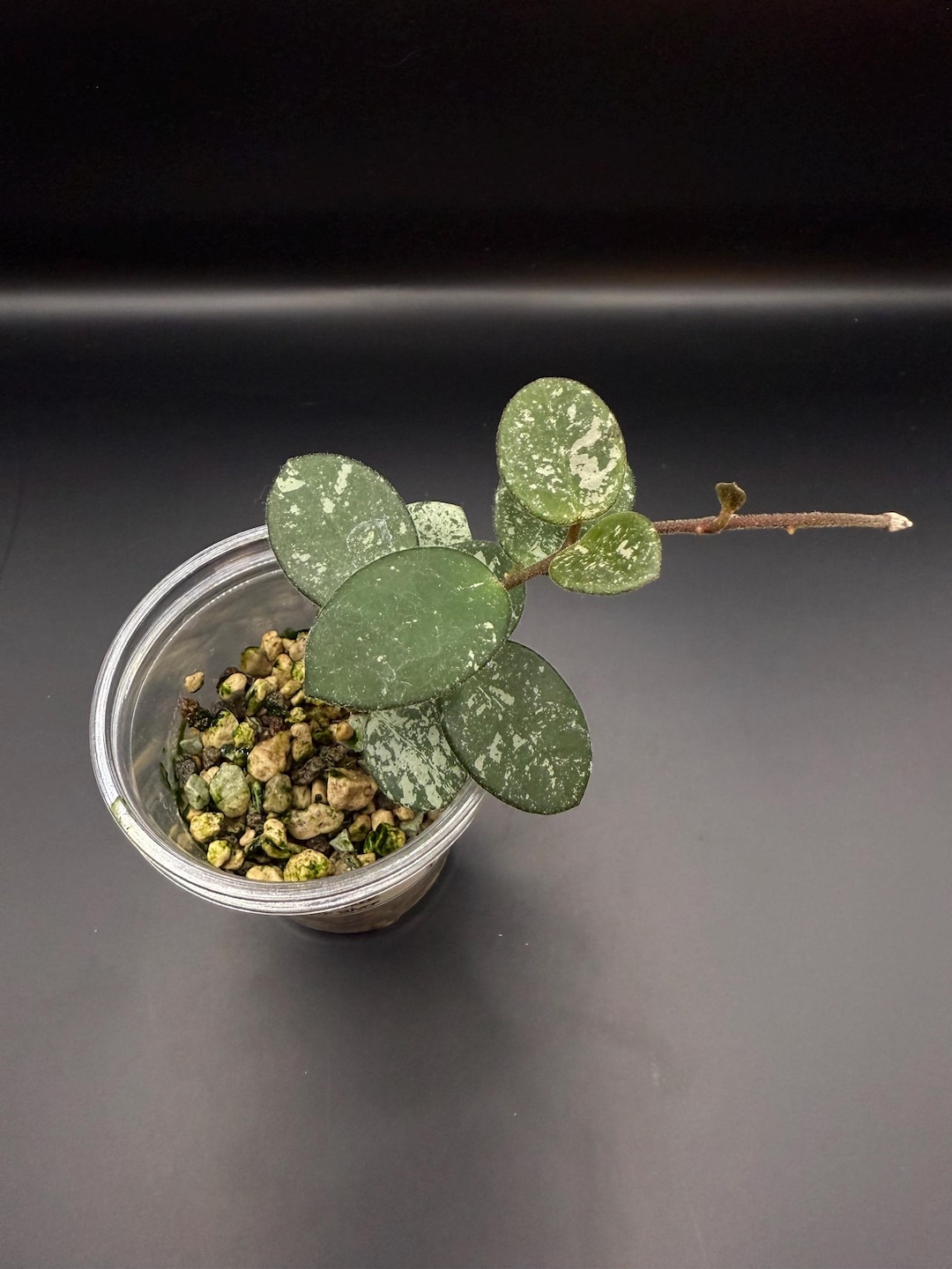 Hoya Mathilde Splash - Etsy