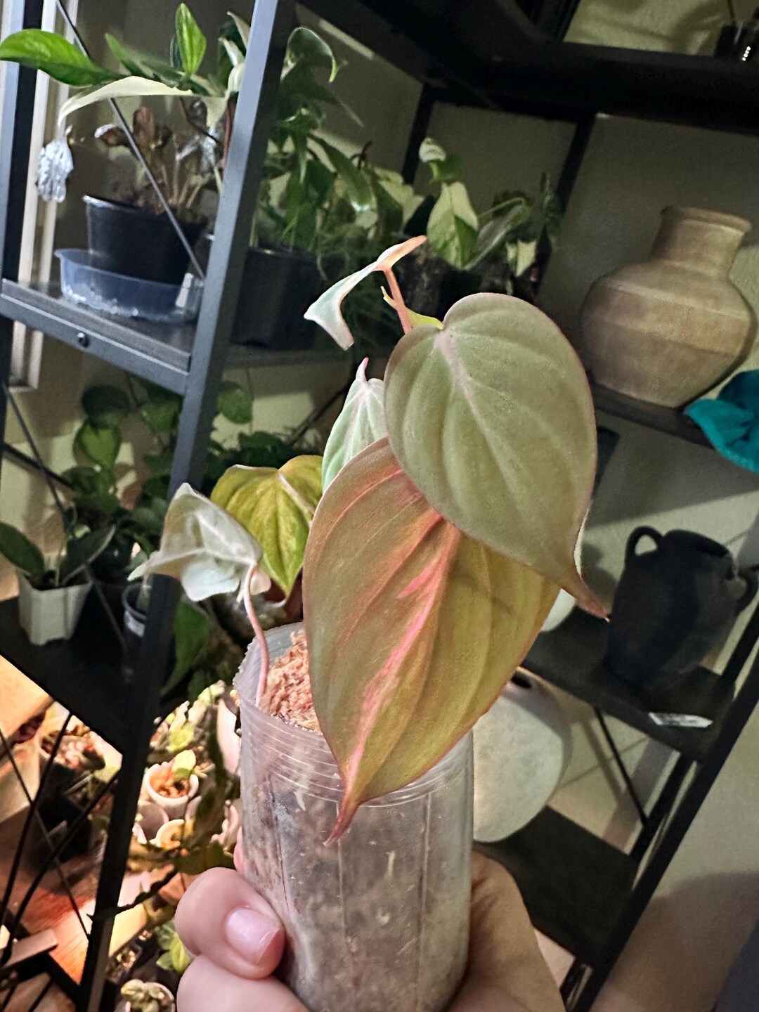 Variegated Micans Aurea - Etsy