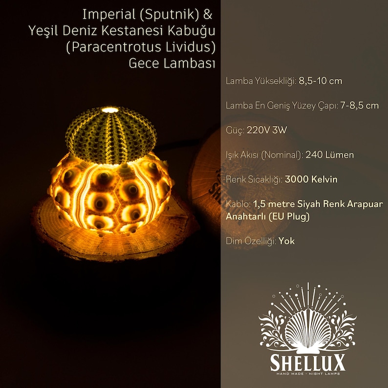 Imperial (sputnik) & Green Sea Urchin Shell Night Lamp - Etsy