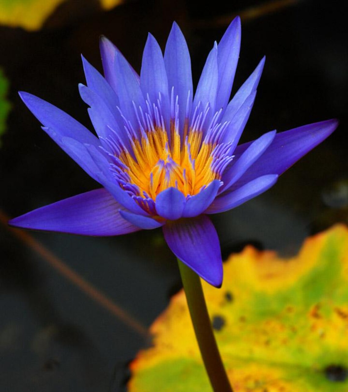 40 Grams Premium Organic Dried Blue Lotus Flowers | Nymphaea Caerulea ...