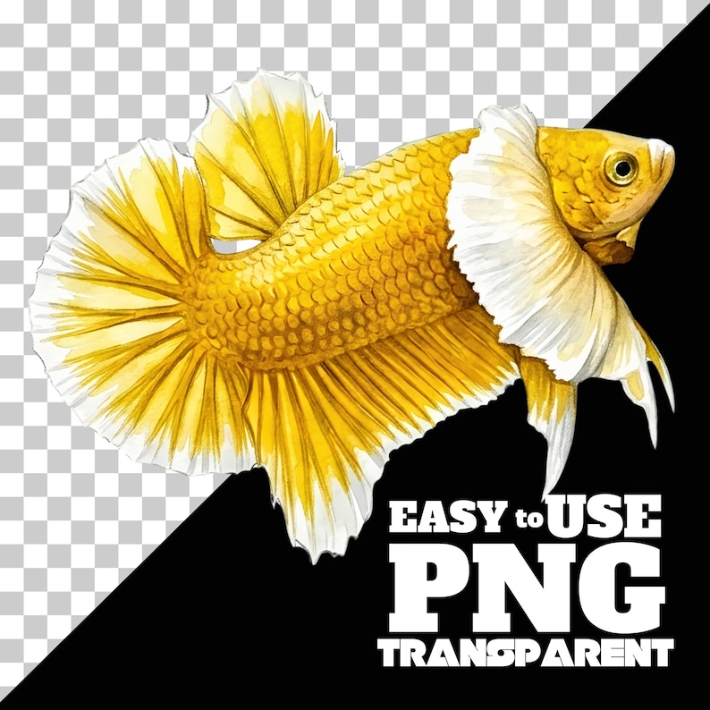 Watercolor Betta Fish PNG Clipart Bundle – 120+ Varieties Aquarium ...