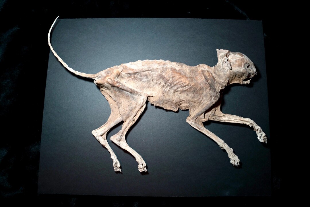 Real Mummified House Cat Preserved Skeleton Bizarre Oddity Curiosity ...