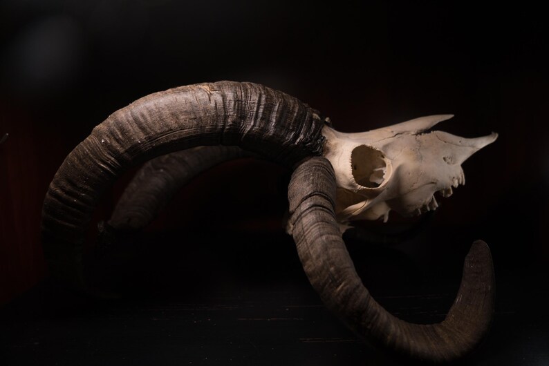 Real Jacobs Four Horn Ram Skull Taxidermy Sheep Hunting Man Cave Goblincore Dark Decor - Etsy