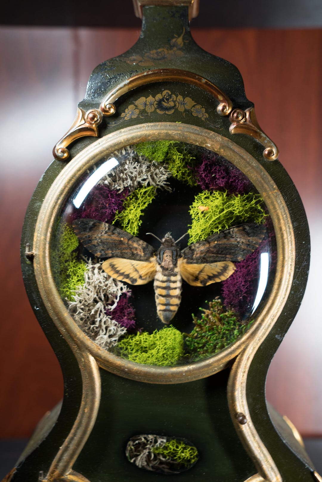 Real Death Head Hawk Moth in Beautiful German Baroque Clock Case Mount ...