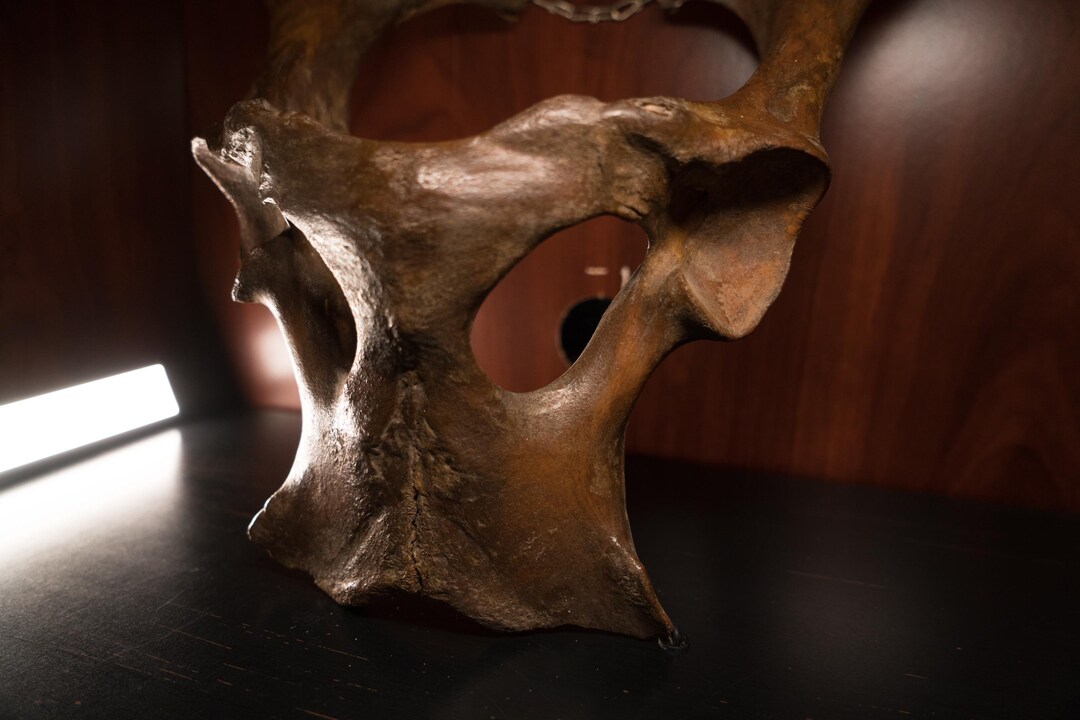 19th Century Tibetan Buddhist Shaman Pelvic Bone Esoteric Religious ...