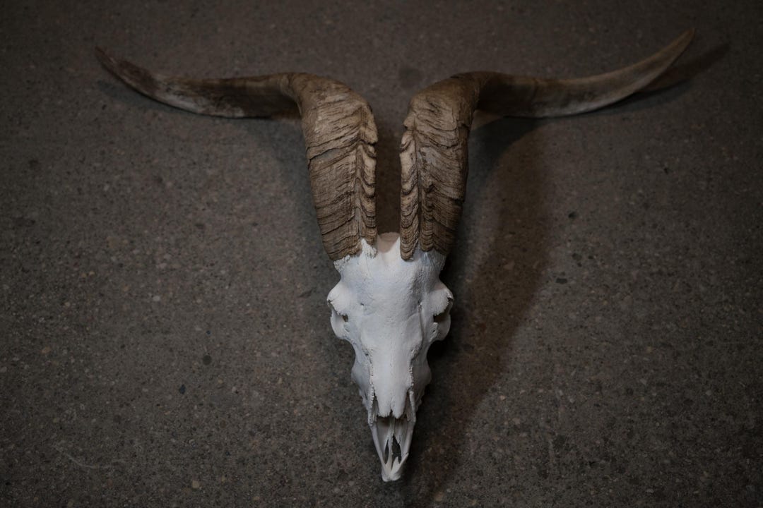 Huge Catalina Spanish Goat Skull Taxidermy Real Bone Man Cave Lodge ...