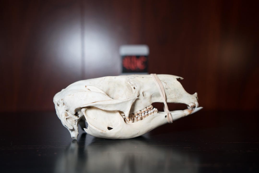 Real Agile Wallaby Skull Taxidermy Natural Bone Australian Mount Man ...