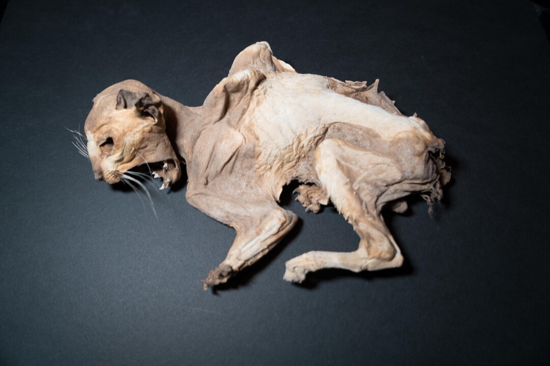 Real Mummified Kitten Cat Preserved Skeleton Bizarre Oddity Curiosity ...