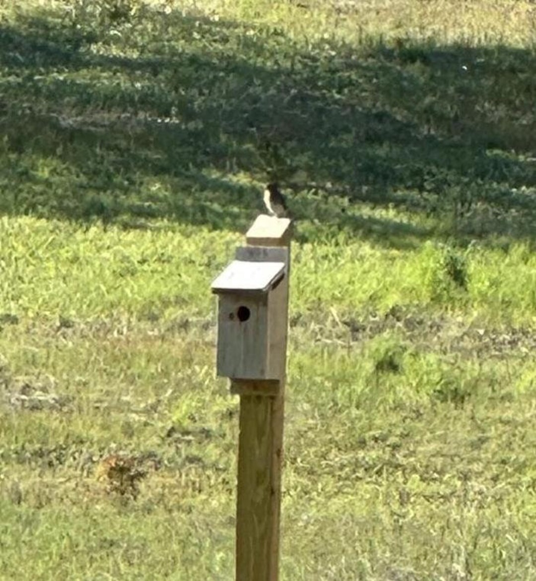Cedar Bluebird House - Etsy