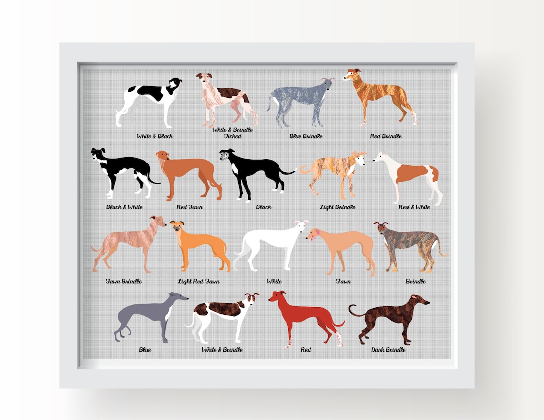 Greyhound Dog Art Print - Greyhound Chart Wall Art - Dog Lover Art ...