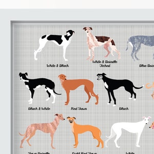 Greyhound Dog Art Print - Greyhound Chart Wall Art - Dog Lover Art ...