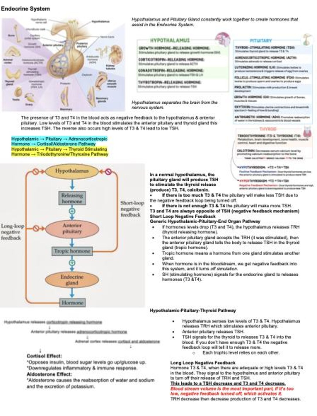Pathophysiology Endocrine Notes - Etsy