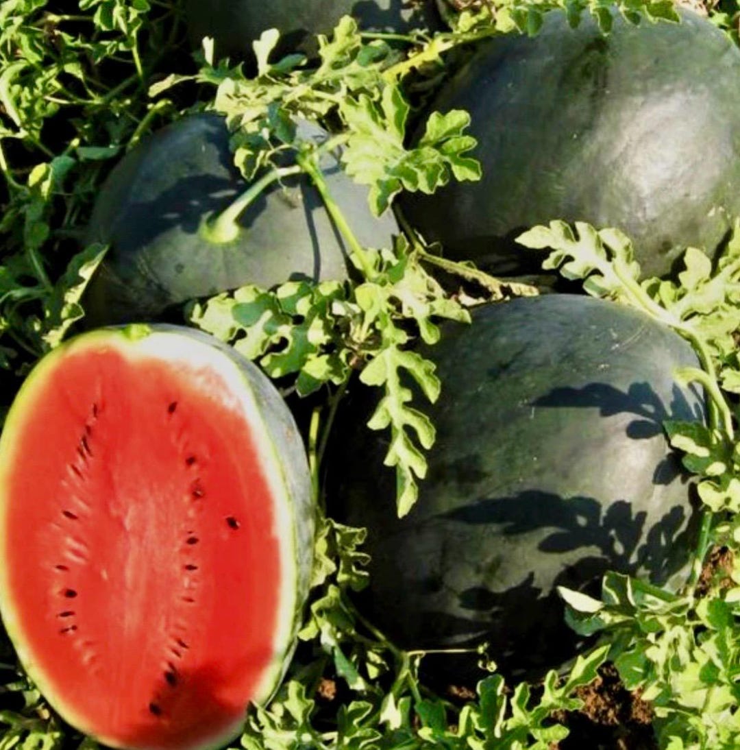 Black Diamond Watermelon Seeds - Etsy