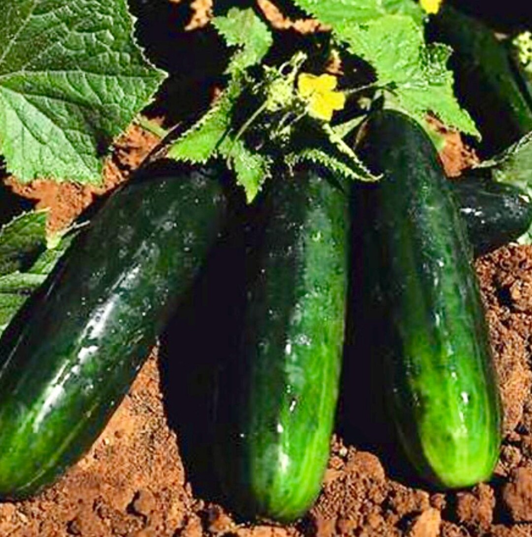 Spacemaster 80 Cucumber Seeds - Etsy
