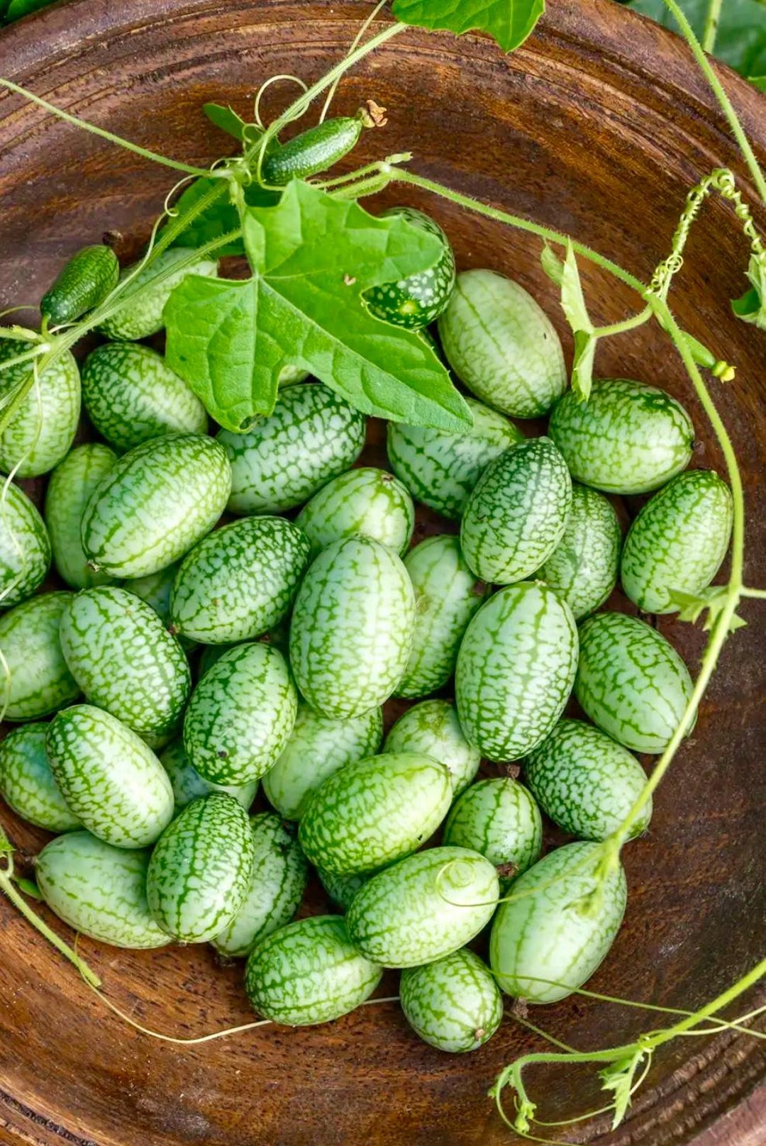 Mexican Sour Gherkin Cucumber Seeds - Etsy