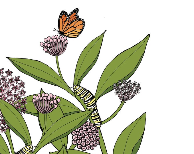 Milkweed And Monarch Butterfly Print Etsy