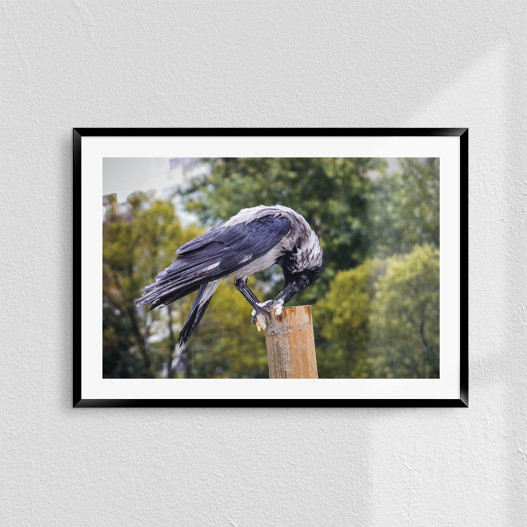 Istanbul Bird Photography: Hungry Crow Fine Art Print (digital Download ...