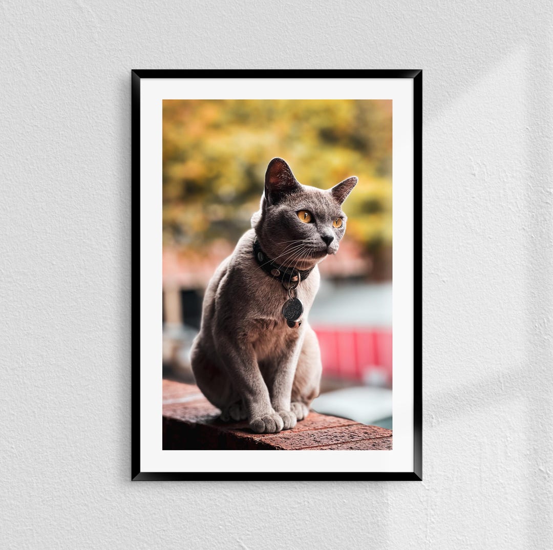 Handsome Cat - Puma, London, Photography, Digital Download, Moment ...