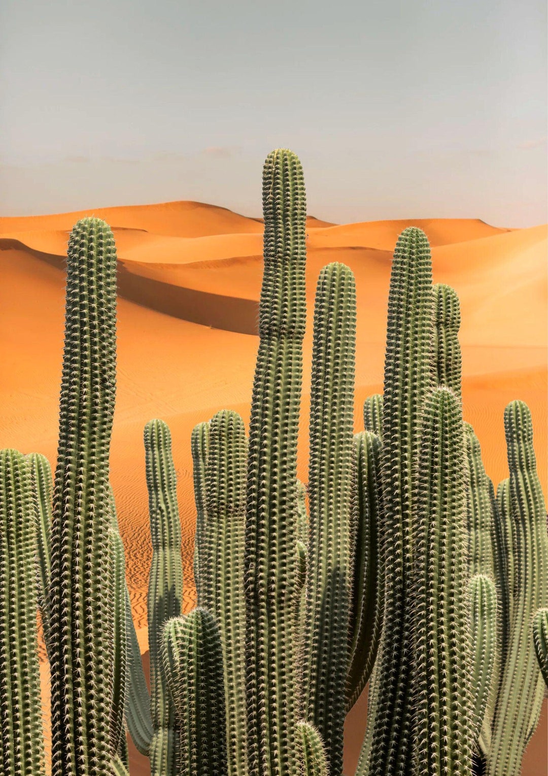 Desert Cactus Poster A2 - Etsy