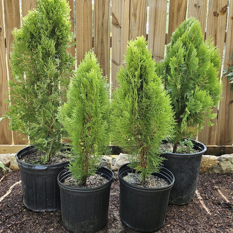 Dwarf Cypress - Etsy