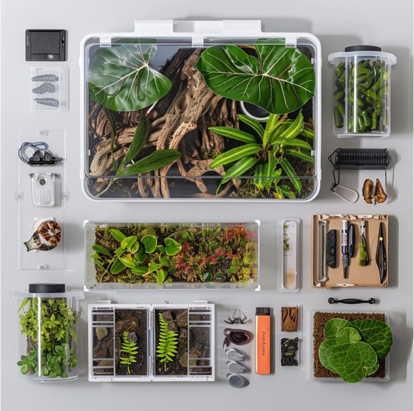 Bioactive Vivarium Kits- - Etsy UK
