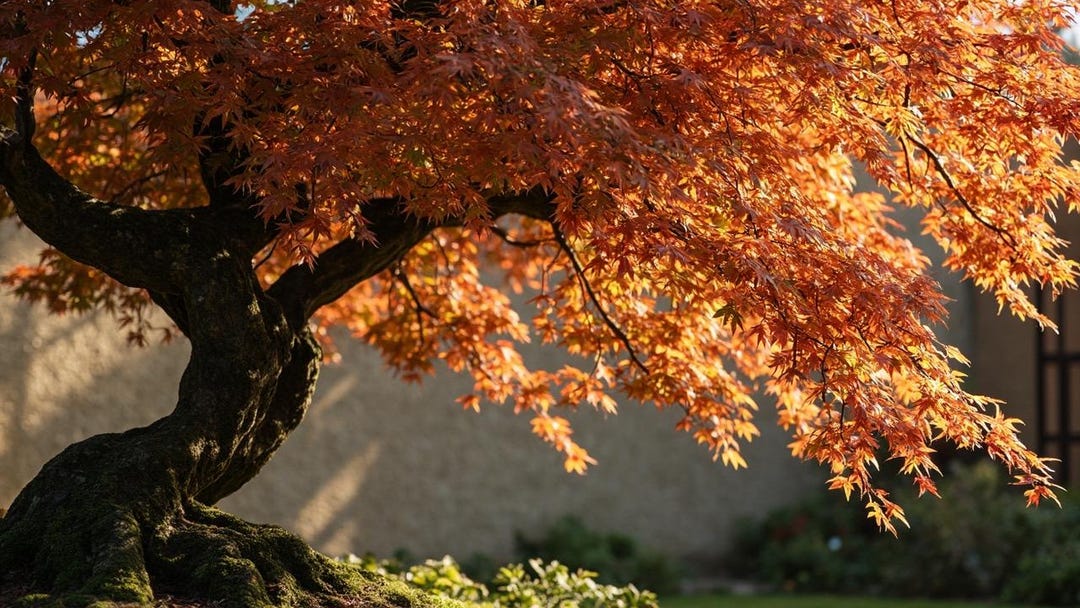 Rare Seeds Japanese Maple 'amoenum' 15 - 60psc+ Gift (acer Palmatum ...