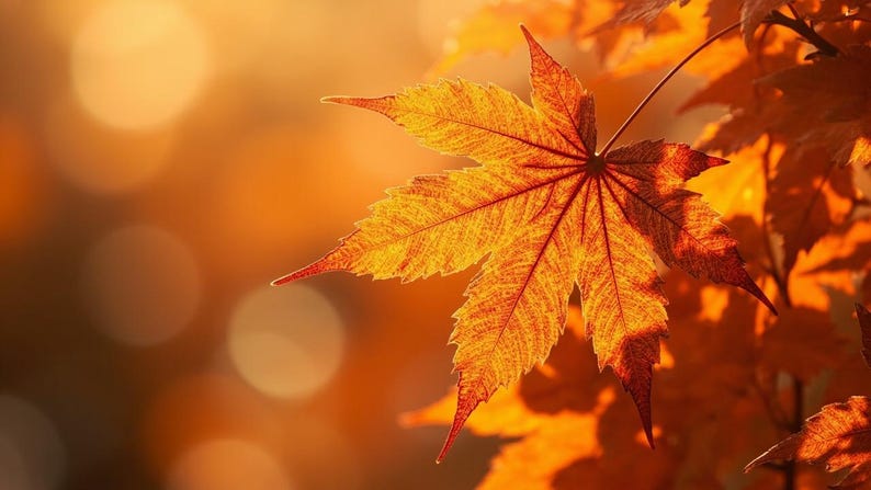 Rare Seeds Japanese Maple 'amoenum' 15 - 60psc+ Gift (acer Palmatum ...