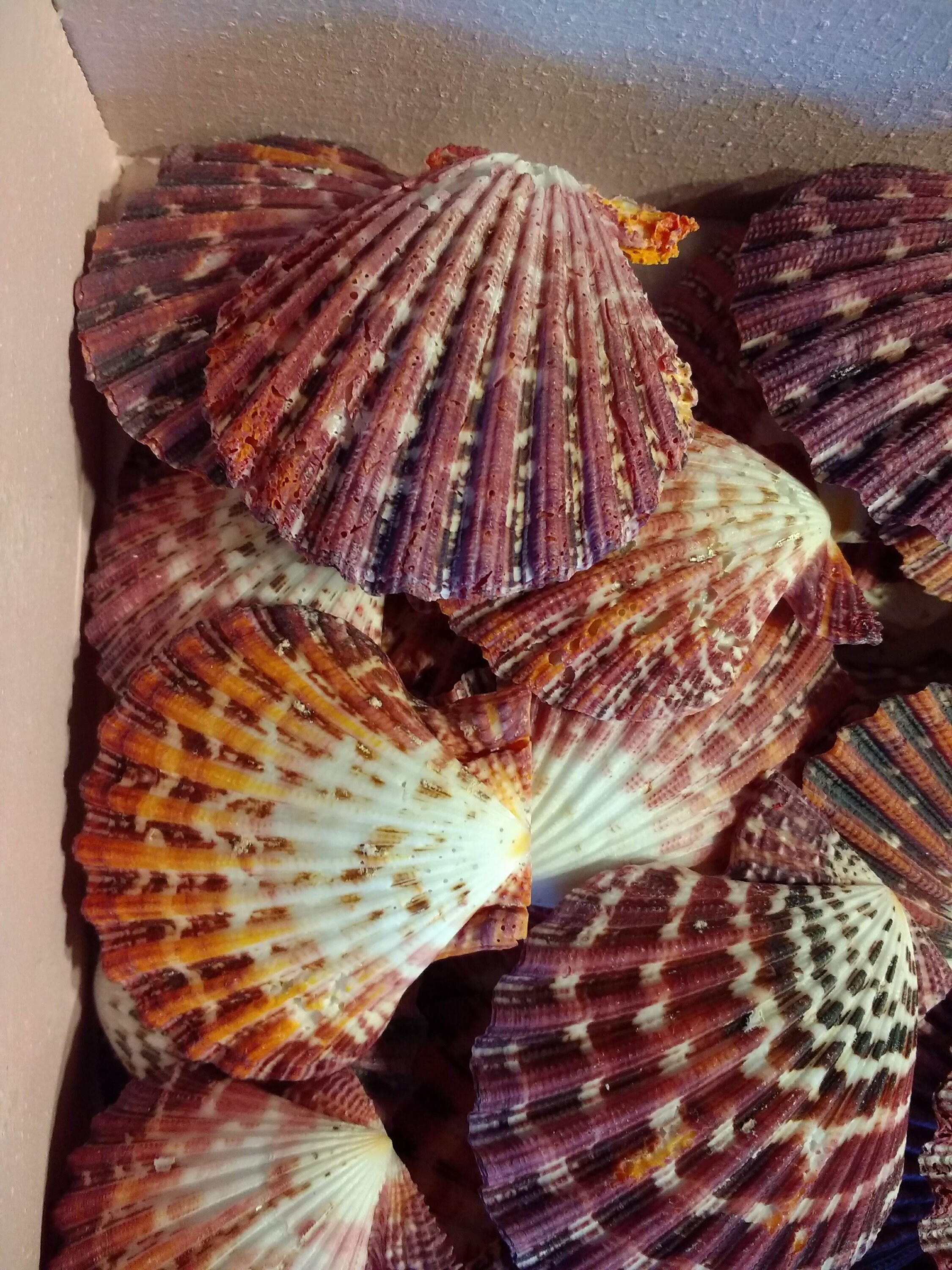 PECTEN PALLIUM SCALLOP Shells, Set of 5 Maroon, Mauve, and Orange ...