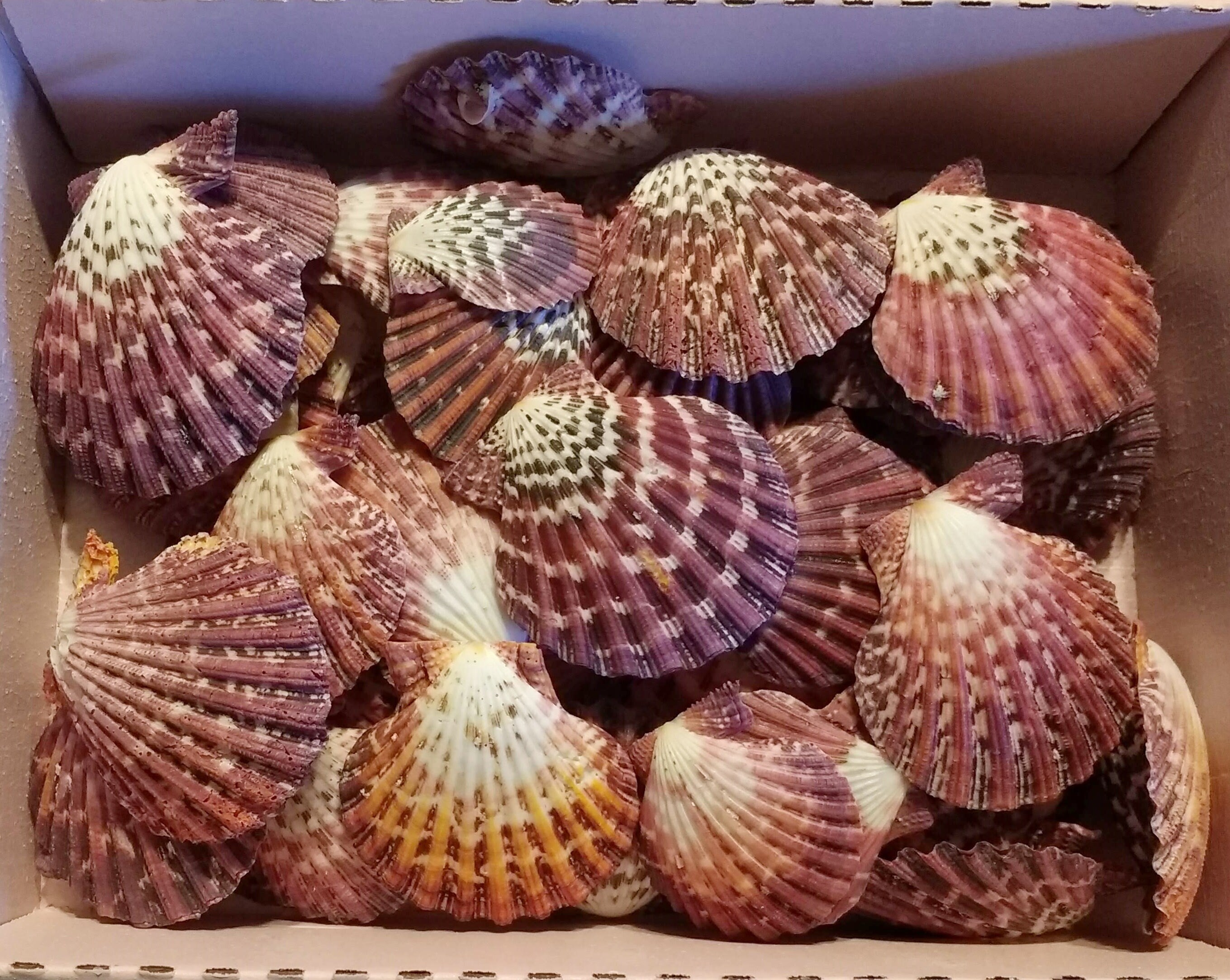 PECTEN PALLIUM SCALLOP Shells, Set of 5 Maroon, Mauve, and Orange ...