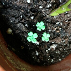 3 Fairy Garden Clovers Miniature Clover Patch set of 3 4 - Etsy