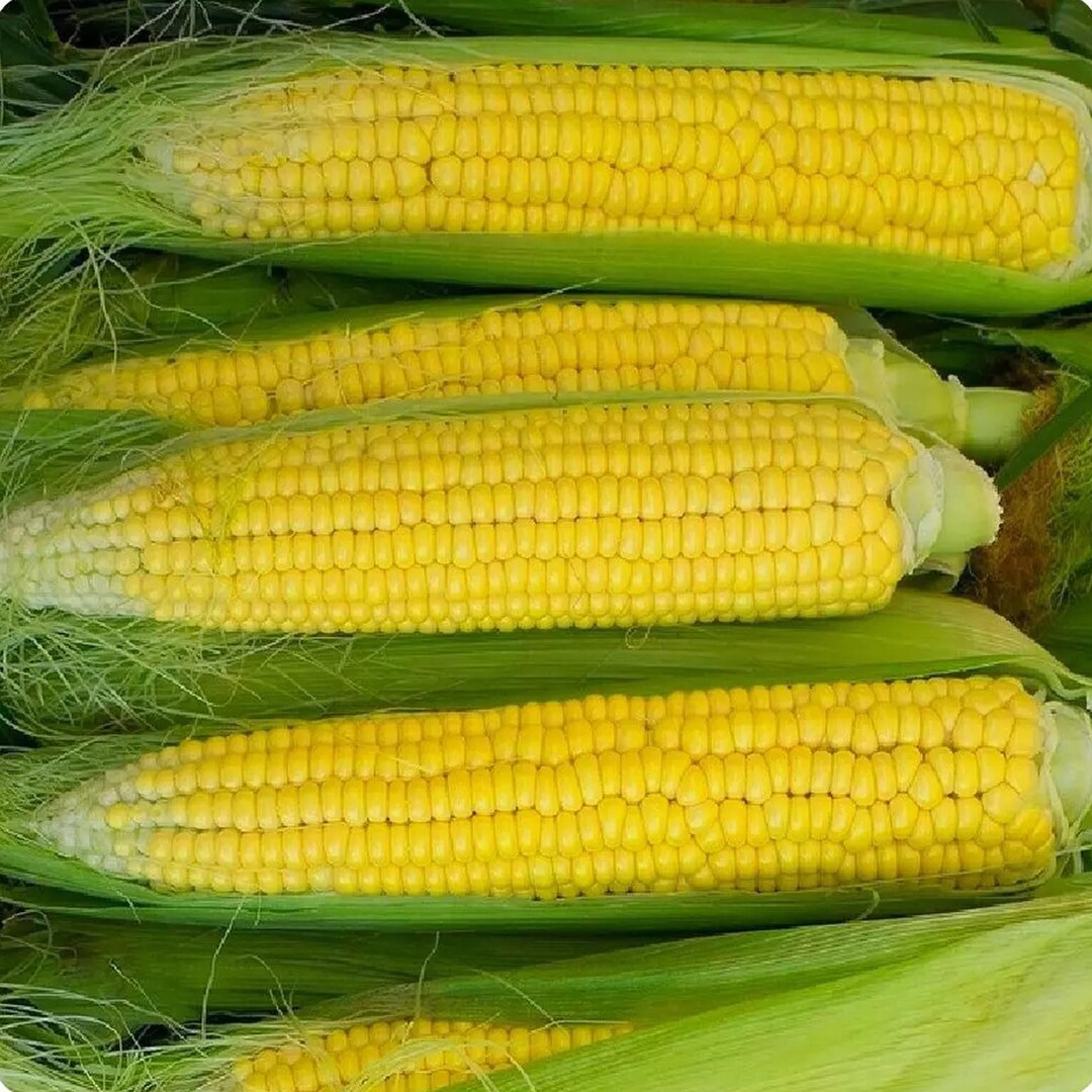 Sweet Corn Seeds, Early Sweet Corn Seeds, Sweet Corn NON-GMO Seeds ...