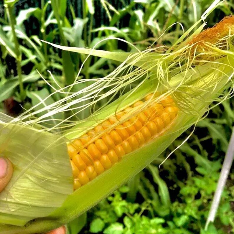 Sweet Corn Seeds, Early Sweet Corn Seeds, Sweet Corn NON-GMO Seeds ...