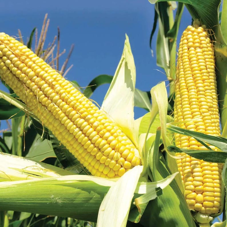 Sweet Corn Seeds, Early Sweet Corn Seeds, Sweet Corn NON-GMO Seeds ...