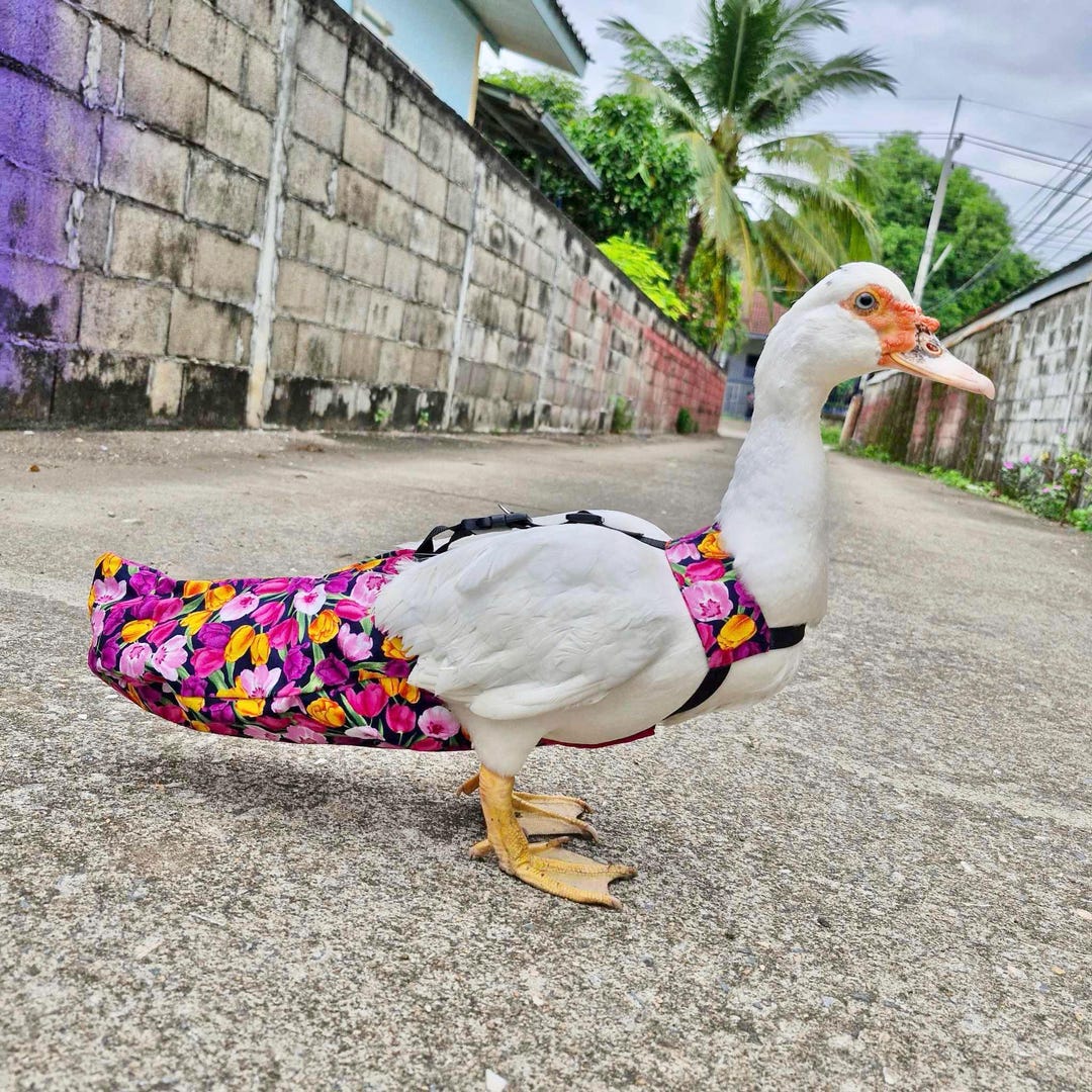 Handmade Duck and Goose Diaper Suit : Customized for Long-tailed Breeds ...