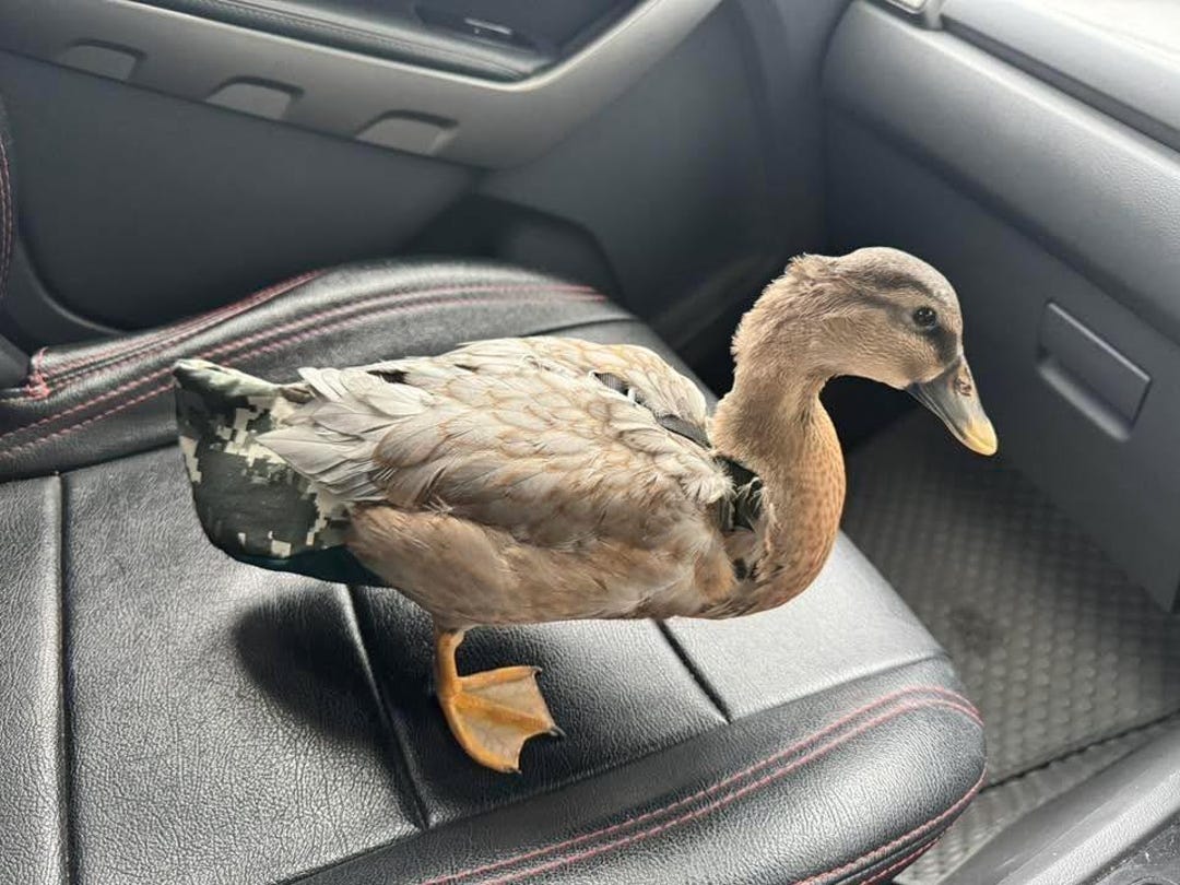 Handmade Duck Diaper: Washable and Reusable Short-tailed Duck Suit - Etsy
