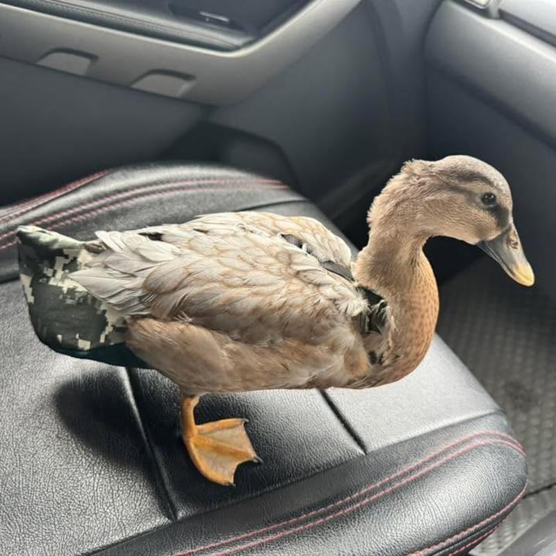 Duck.quackprep - Etsy Australia