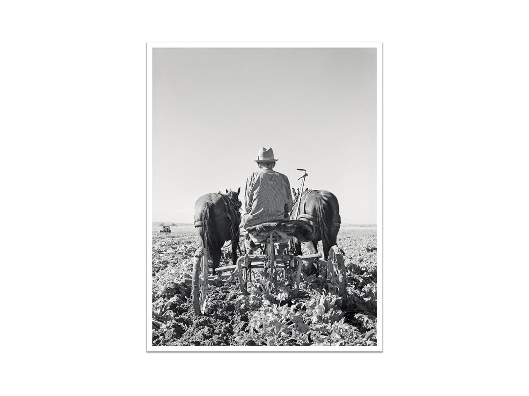 Sugar Beet Harvest Photograph, Colorado Farm, Restored Vintage Print ...