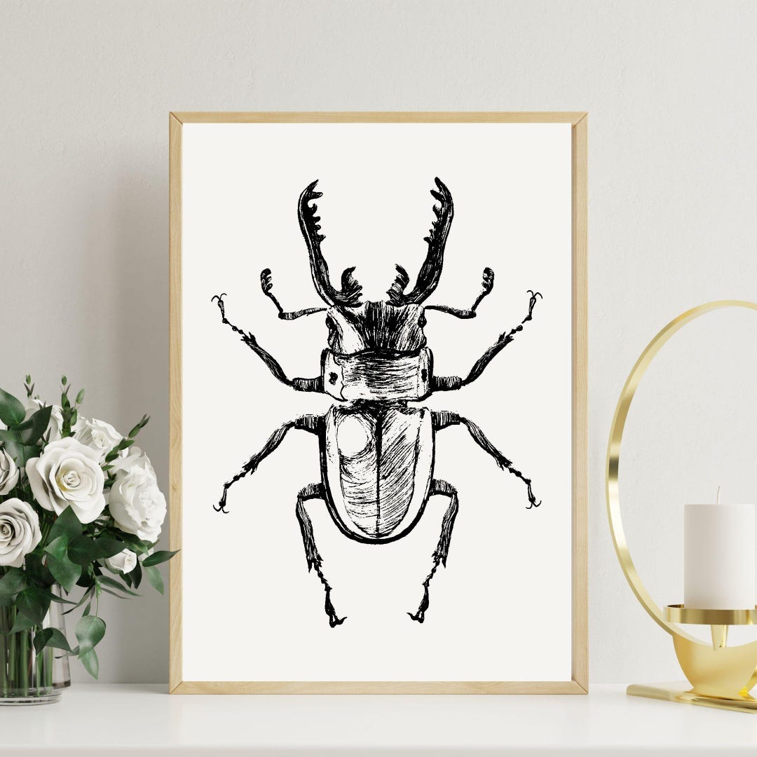Insect Collection Poster - Beetle - Etsy