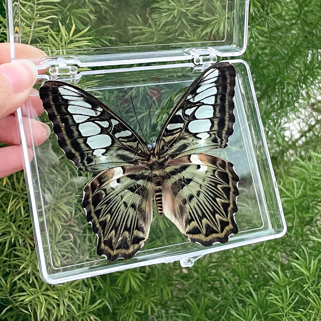 Echter Schmetterling, Pinned Butterfly Spread, Blue Butterfly Taxidermy ...