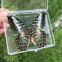 Crenis Pechueli RECTO Pink Purple Butterfly Africa - Etsy