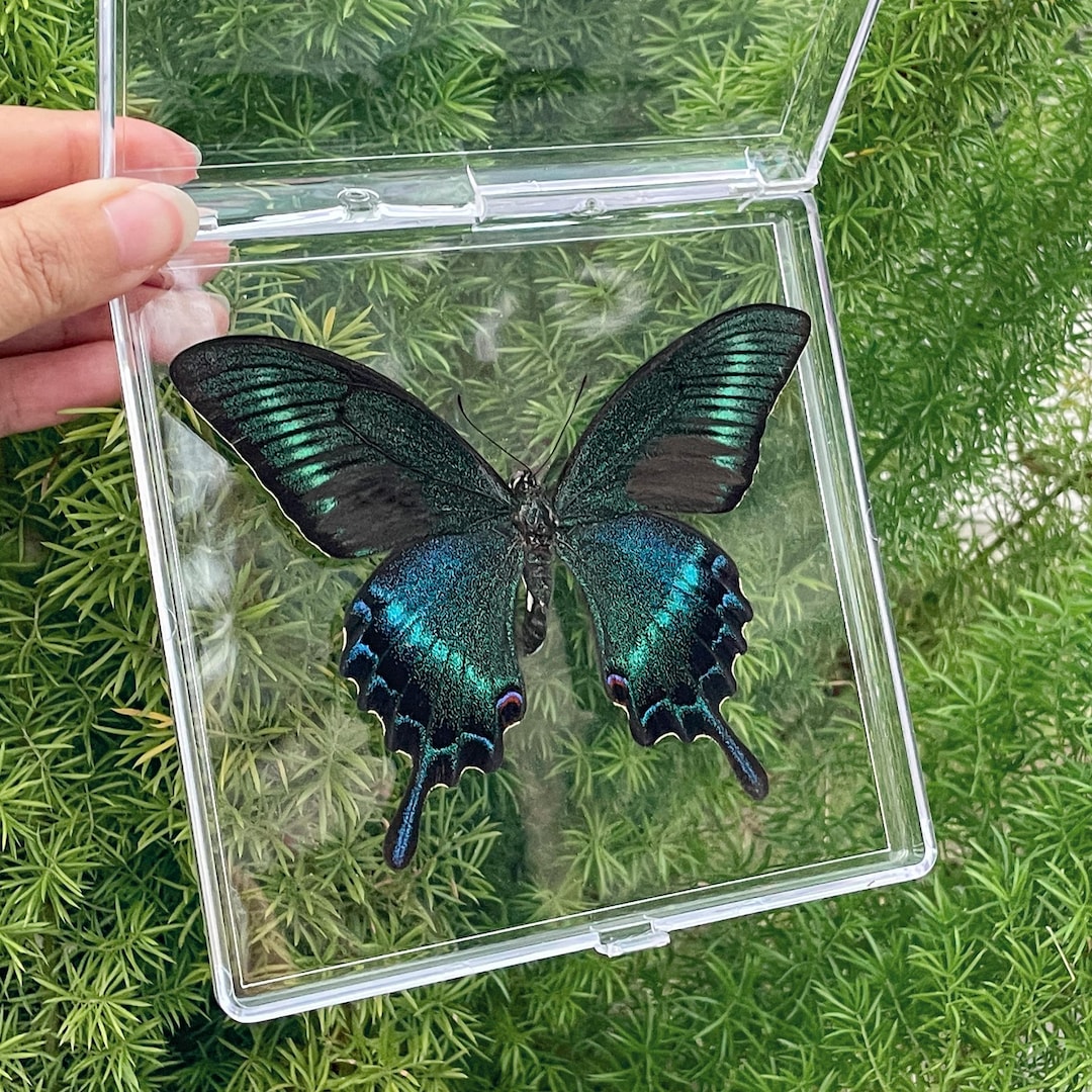 Insect Specimen Gift, One-of-a-kind Wall Decor, Unique Gift, Butterfly ...