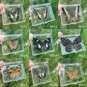 Nature Butterfly 3D Floating Frame With Support Base, Original ...