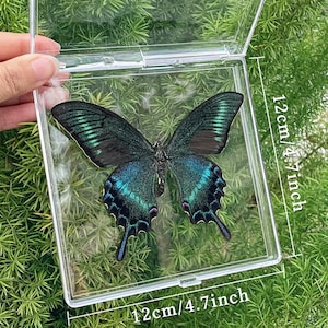 Nature Butterfly 3D Floating Frame With Support Base, Original ...