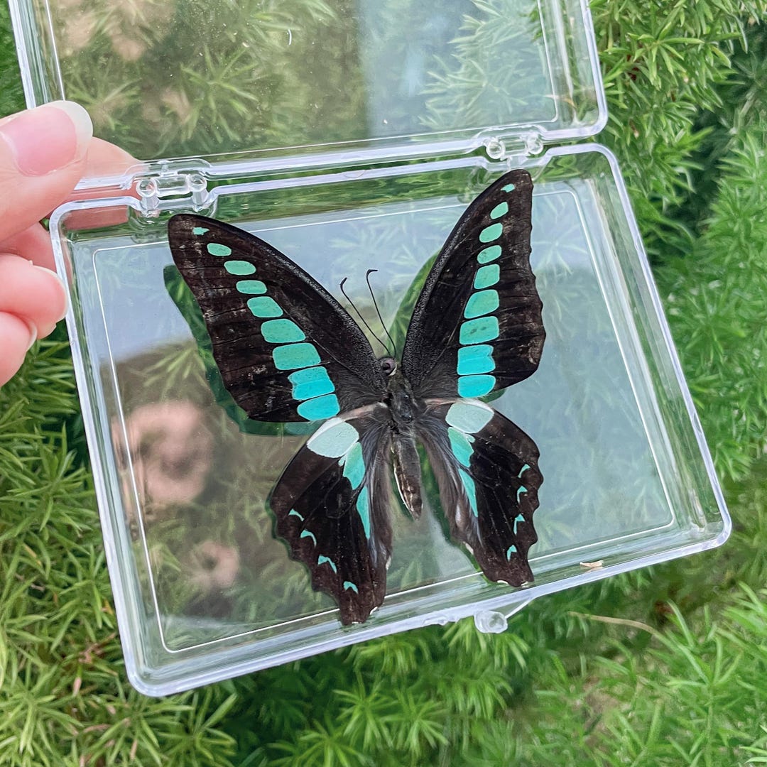 Nature Butterfly 3D Floating Frame With Support Base, Original ...